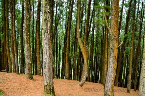 About Vagamon - Chillax Vagamon